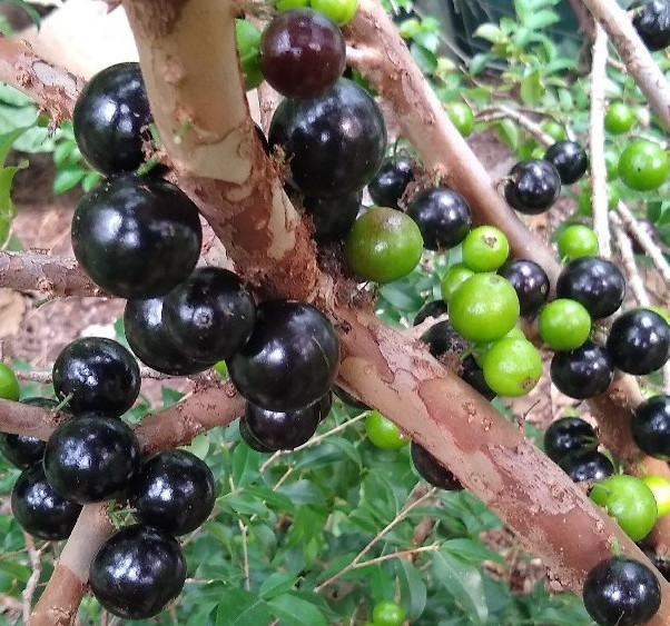 Fruit trees – Florida Bamboo & Fruit Trees