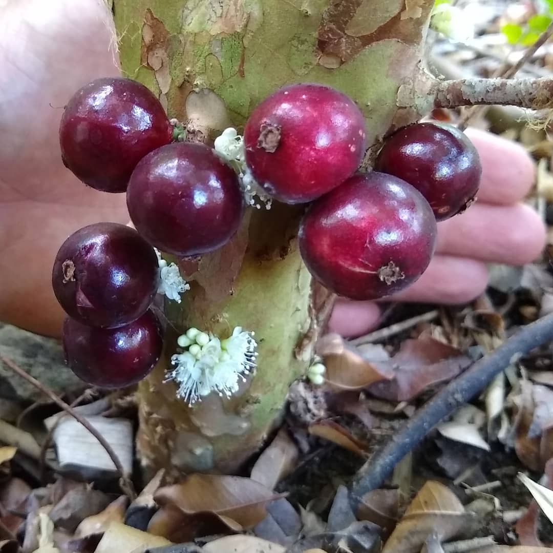Fruit trees – Florida Bamboo & Fruit Trees