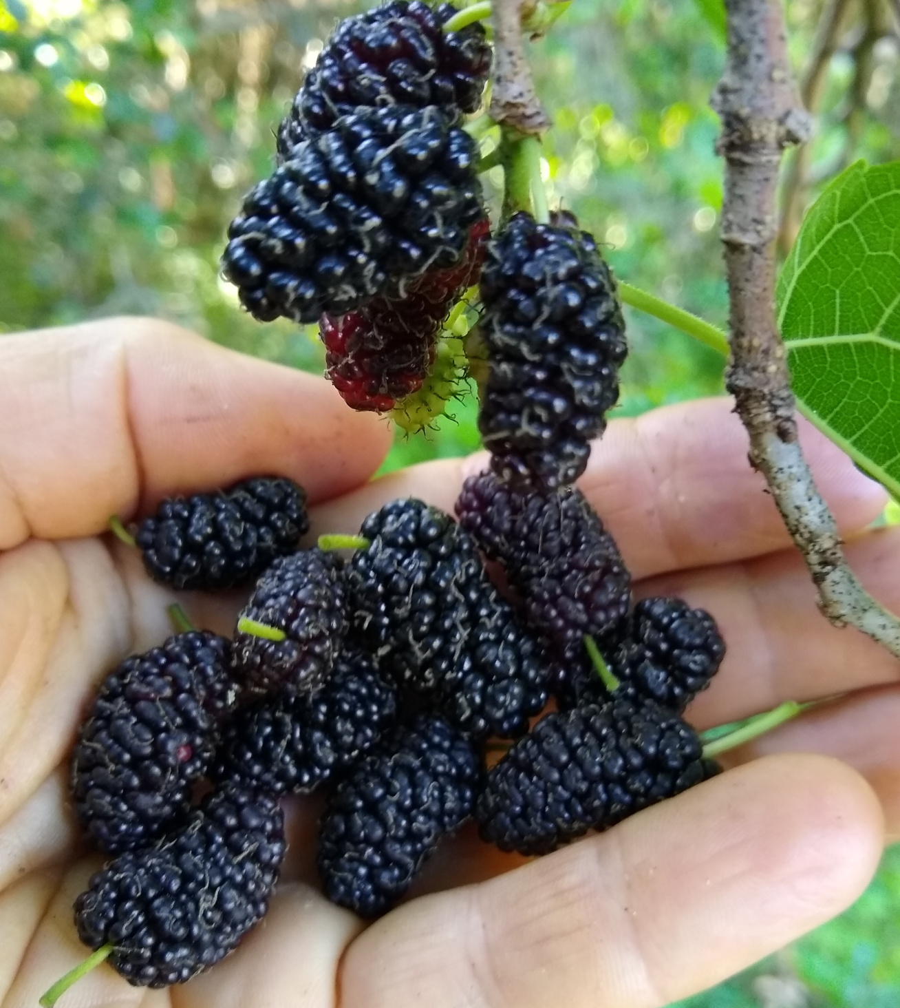 Fruit trees – Florida Bamboo & Fruit Trees