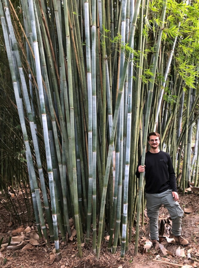 Bamboo Plants – Florida Bamboo & Fruit Trees