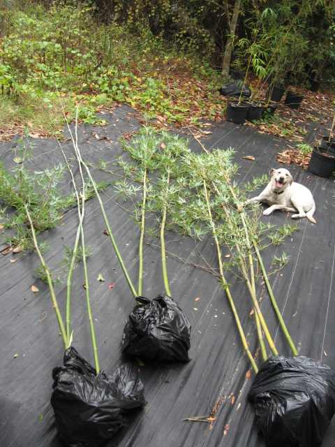 Bamboo Plants – Florida Bamboo & Fruit Trees
