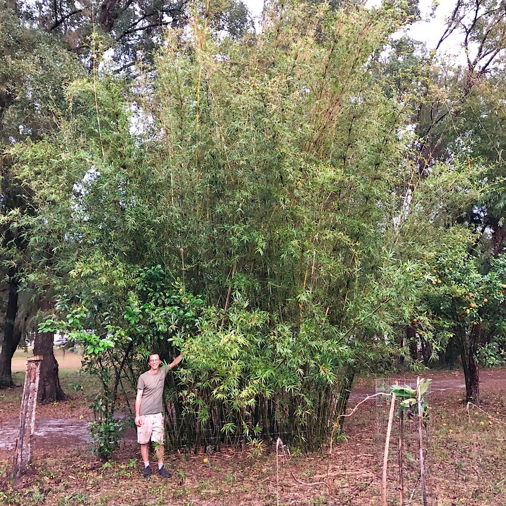 Bamboo Plants – Florida Bamboo & Fruit Trees
