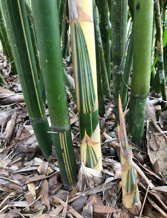 Bamboo Plants – Florida Bamboo & Fruit Trees