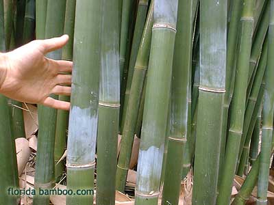 Bamboo Plants – Florida Bamboo & Fruit Trees