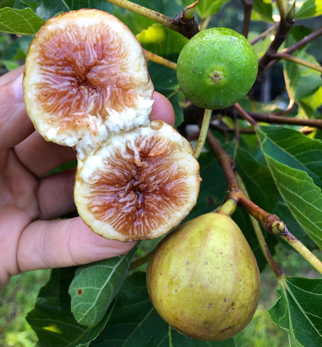 Fruit trees – Florida Bamboo & Fruit Trees