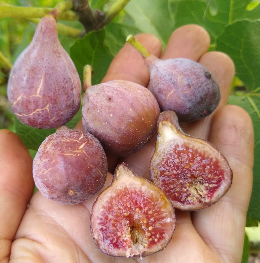 Fruit trees – Florida Bamboo & Fruit Trees